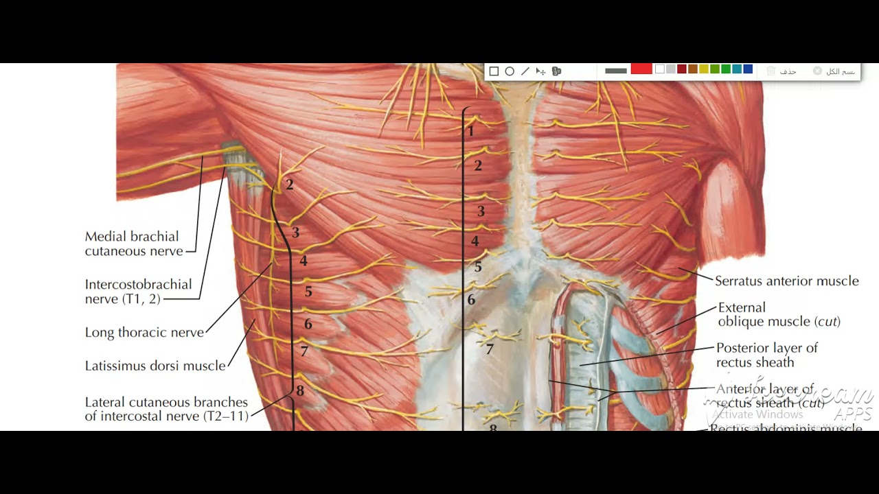Branches Of Intercostal Nerves