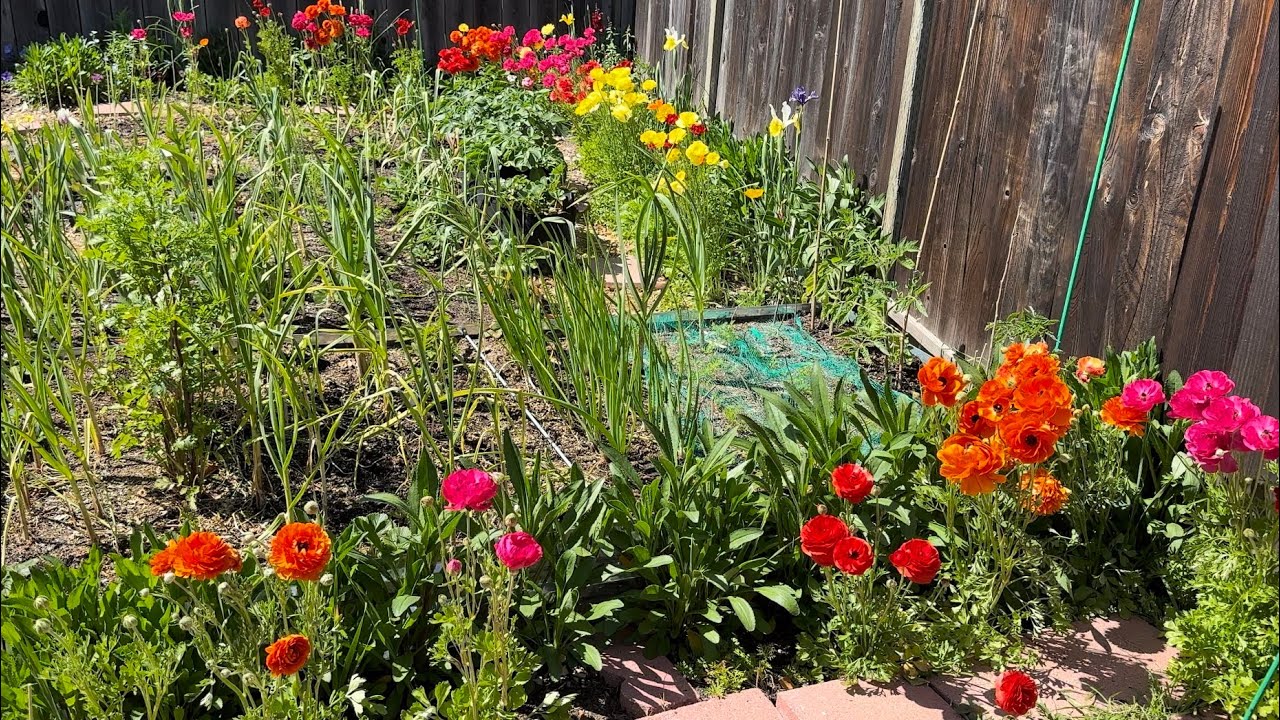 April garden update - zone 9b - Ranunculus, Dutch Iris, potatoes ...