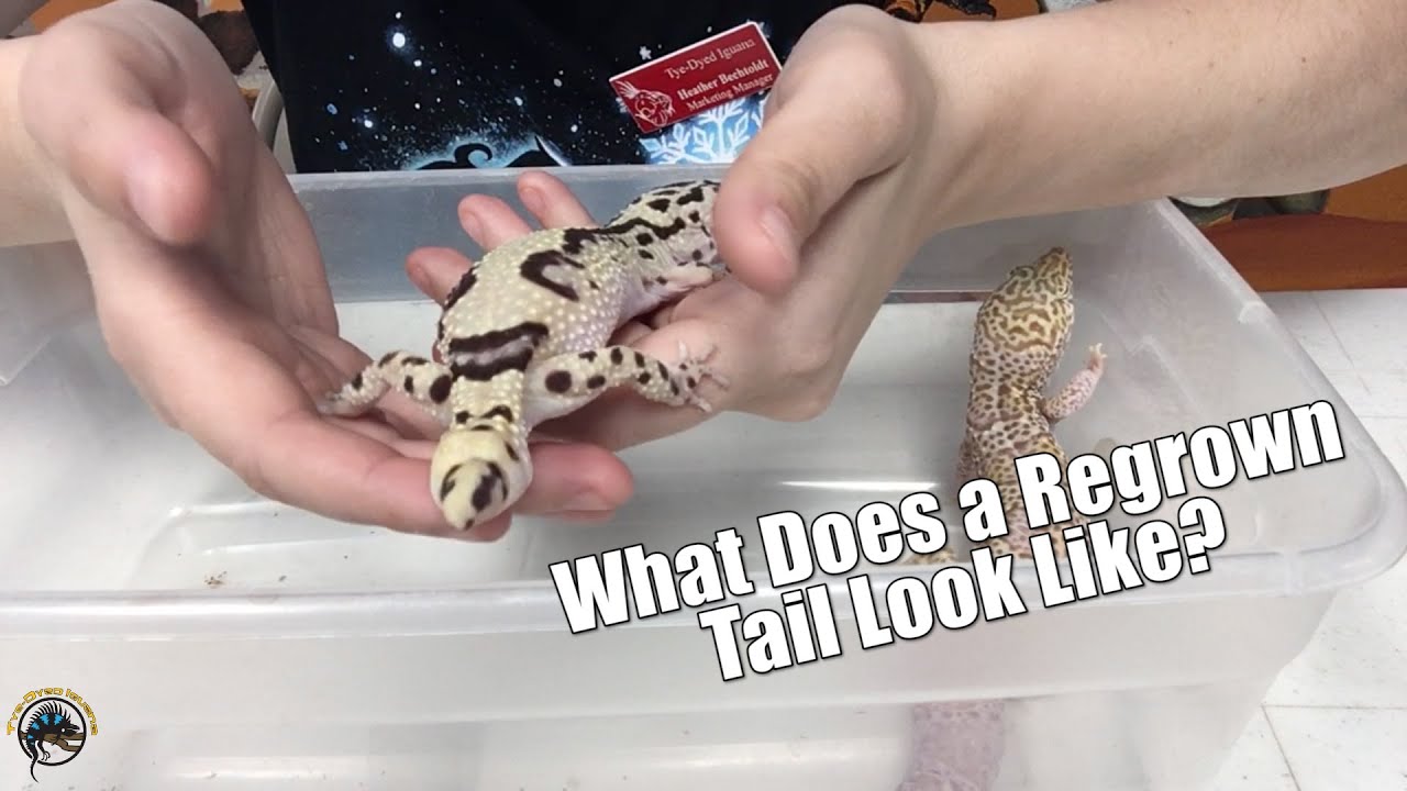 How is A Regrown Tail Different from the Original in Leopard Geckos? 🦎 ...