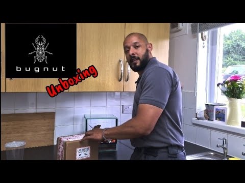Bugnut new spider unboxing #subscribe #unboxing #fyp - YouTube