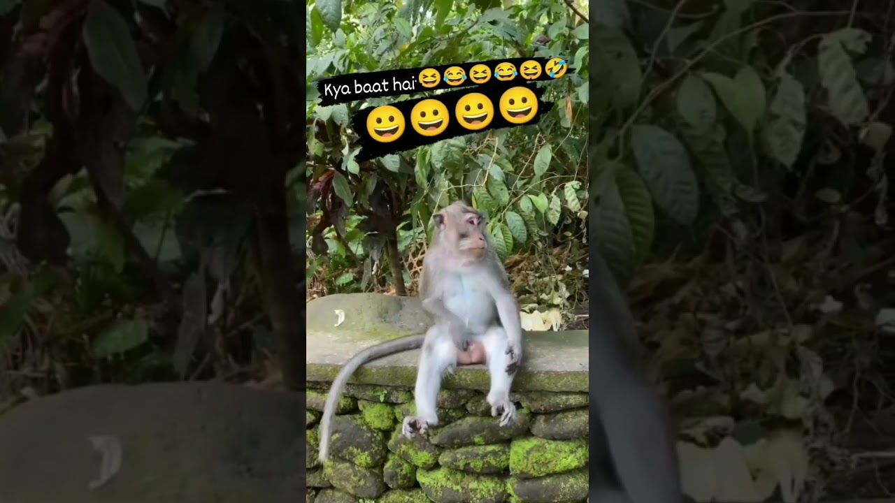 monkey comedy video 😂😂😂😂😂😂😂😂😂😂😂🤣😂🤣😂🤣😂🤣😂😂 - YouTube
