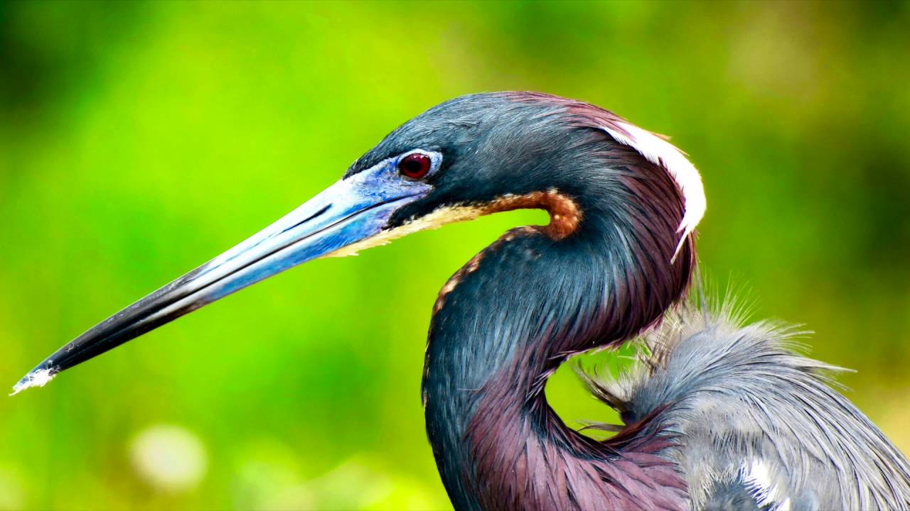 SPI Birding Center Photos May 2016 V.3 - YouTube