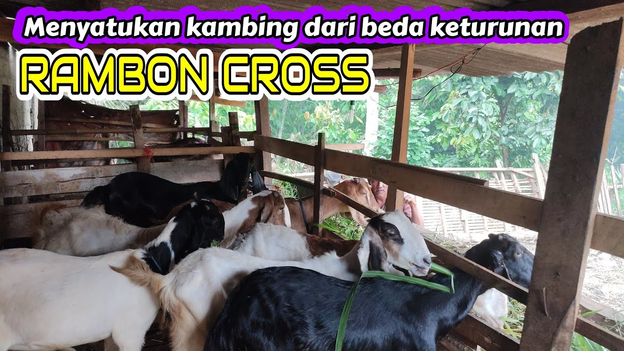 Ternak kambing rambon, kadang koloni dan Segudang keistimewaannya - YouTube