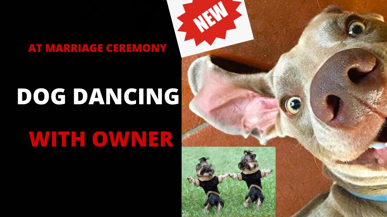 Dog dancing with owner at the marriage ceremony 🐶|| Gomi Gomi Doggy ...