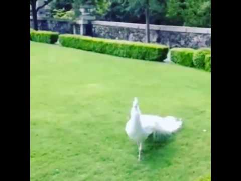 ALLAHIN MÖCÜZƏSİ