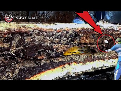 Residents are panicked!! Surprised, the eggs of dangerous reptiles hatched in the sawmill