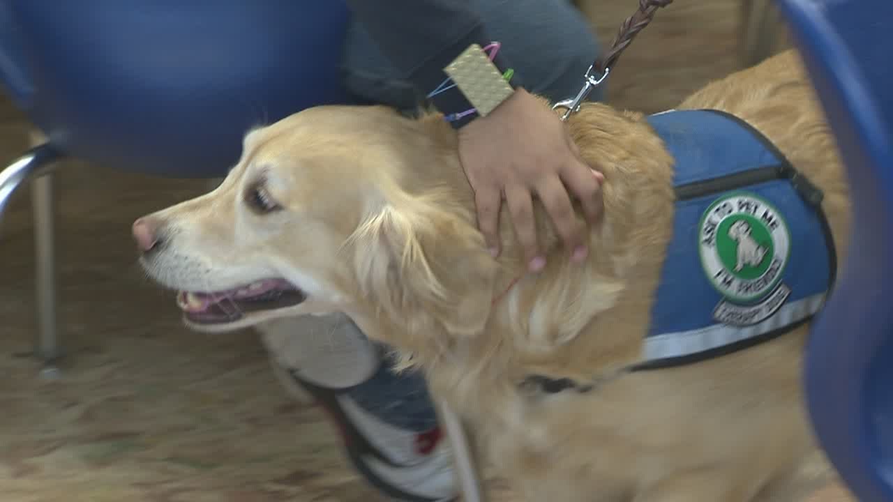Newtown therapy dogs visit New Britain - YouTube