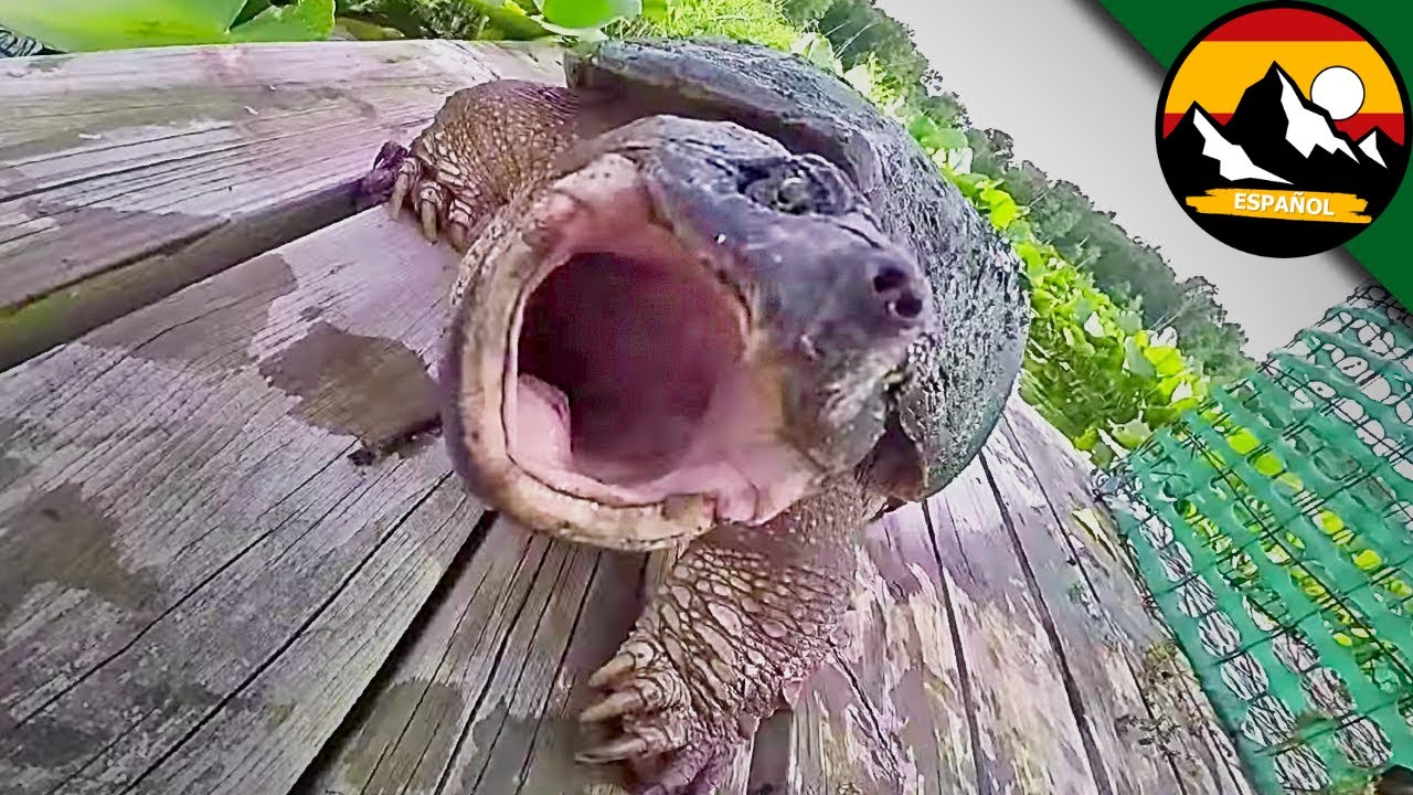 LA MORDEDURA FUERTE Y PELIGROSA DE LA TORTUGA MORDEDORA | Brave ...