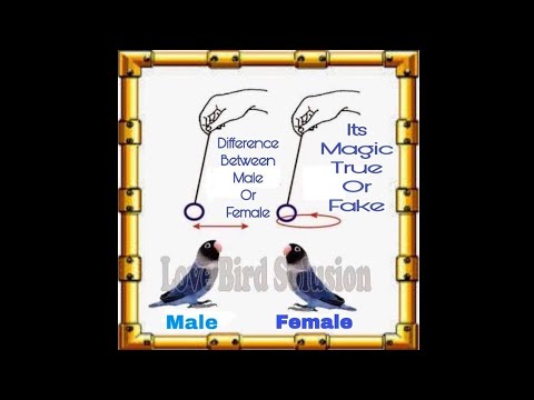 pendulum on birds | #pendulum | #pendulum on birds gender | #bird - YouTube