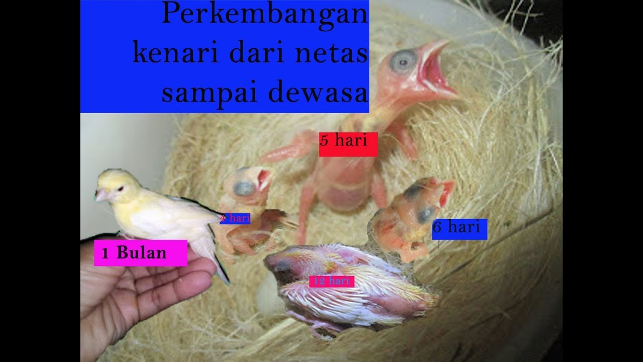 Perkembangan burung kenari dari netas sampai besar - YouTube