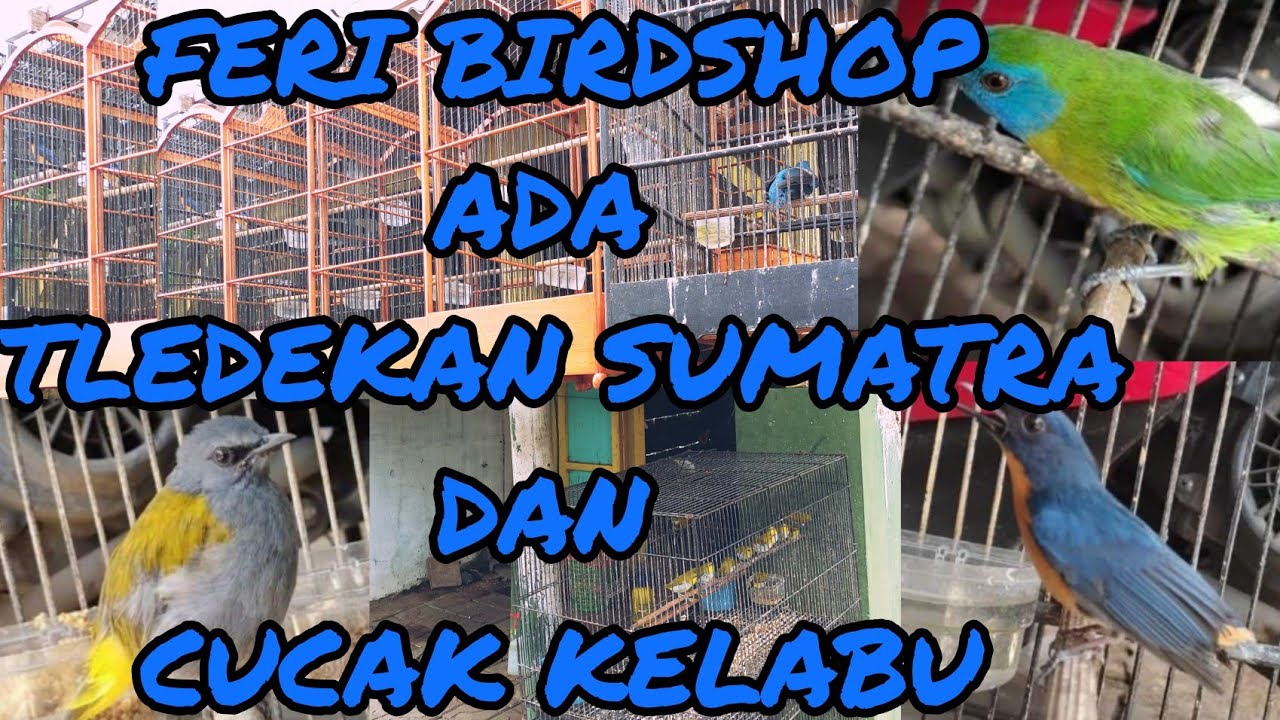 Review harga burung tledekan sumatra,,cucak kelabu,,jomin jantan ...