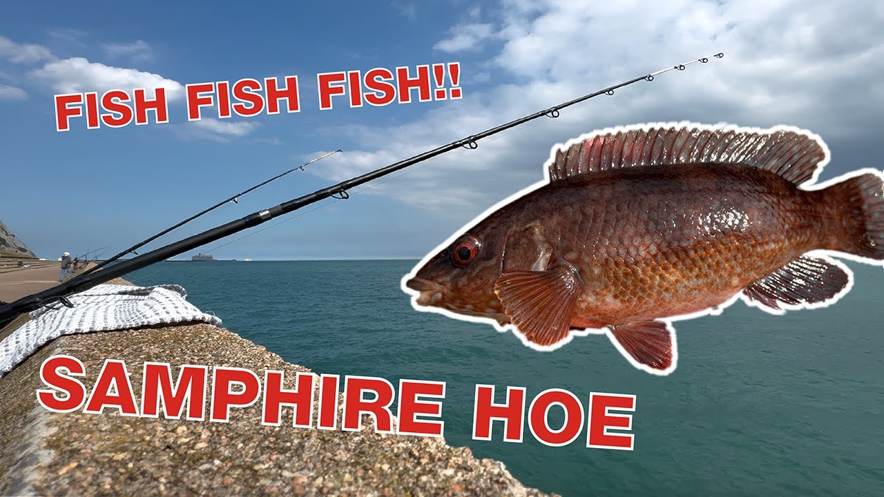 Fishing at Samphire Hoe in Kent | lots of fish! - YouTube