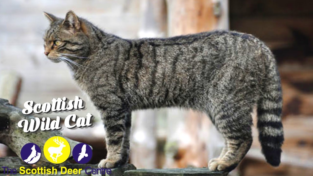 Scottish Wildcat Kept Busy Supervising Den Cleaning - The Scottish Deer ...