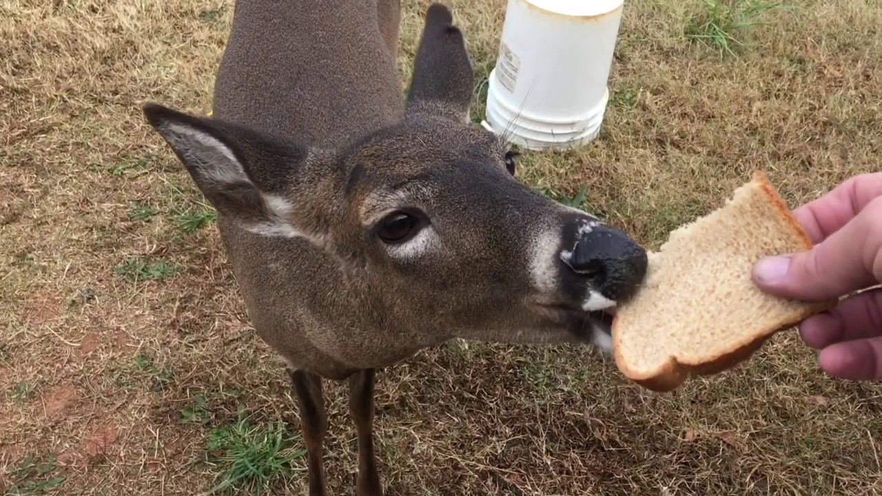 Friendly Deer - YouTube
