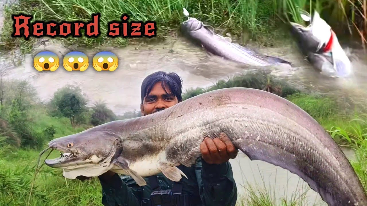 Fishing🎣मगरमच्छ🐊 जैसा हमला किया😱Wallago Attu padin fish fishes catch ...