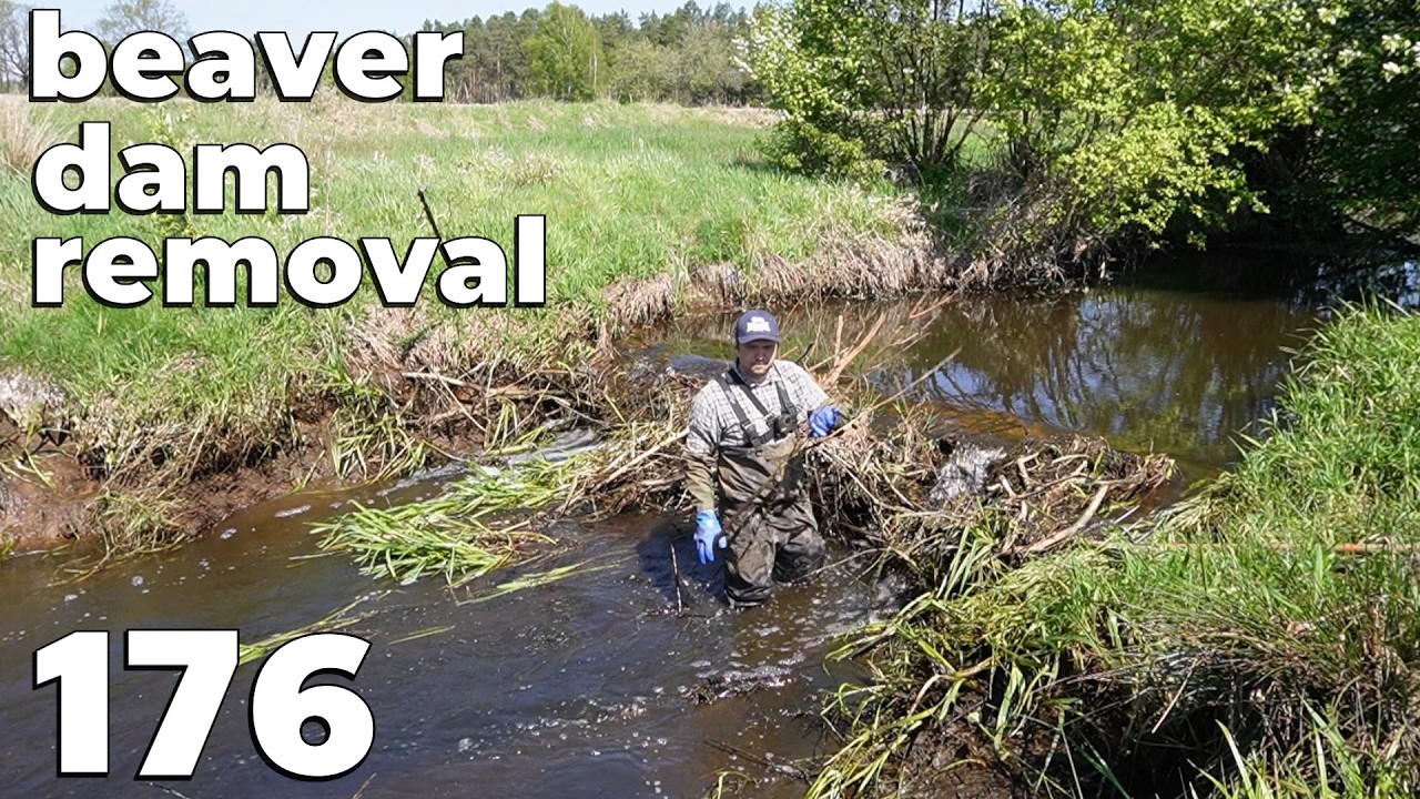 Manual Removal Of Wide Beaver Dam No.176 - A Peaceful Episode With ...
