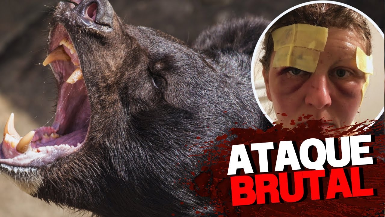 Los Ataques de Animales Más Aterradores Jamás Registrados MARATON ...