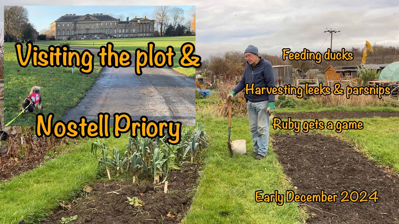 2024-12-16-visiting the plot & Nostell Priory - feeding ducks ...