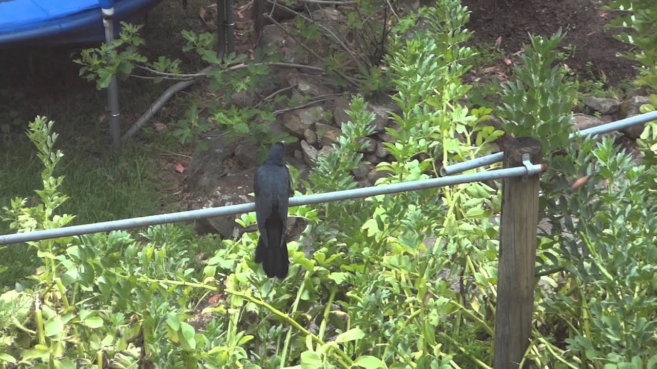 The Common Koel or Pacific Koel or Eastern Koel - A Large Black Cuckoo ...