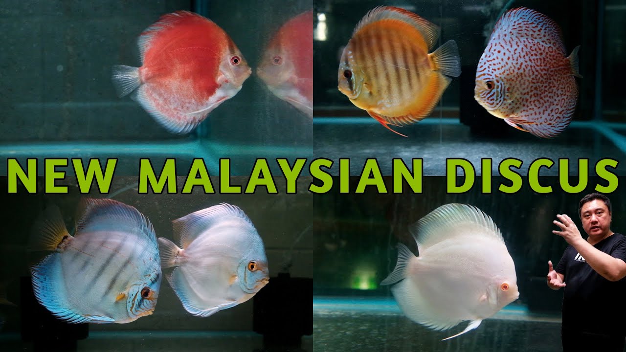 EPIC Malaysian Discus Haul! Red Ghosts, Show Fish, Cobalt Blues, Super ...