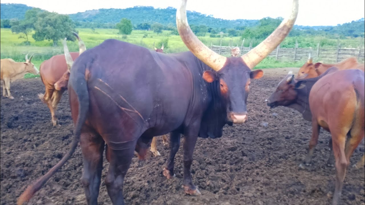 LIMBU LUCHAGULA AMEMUWEKA PAZULI LUPEMBE SAIZI BOS 2024 - YouTube