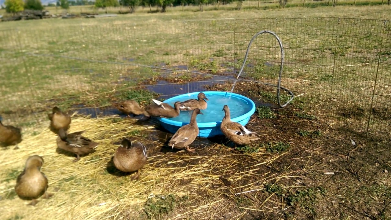 Urban Farm Project - DUCK body language - YouTube