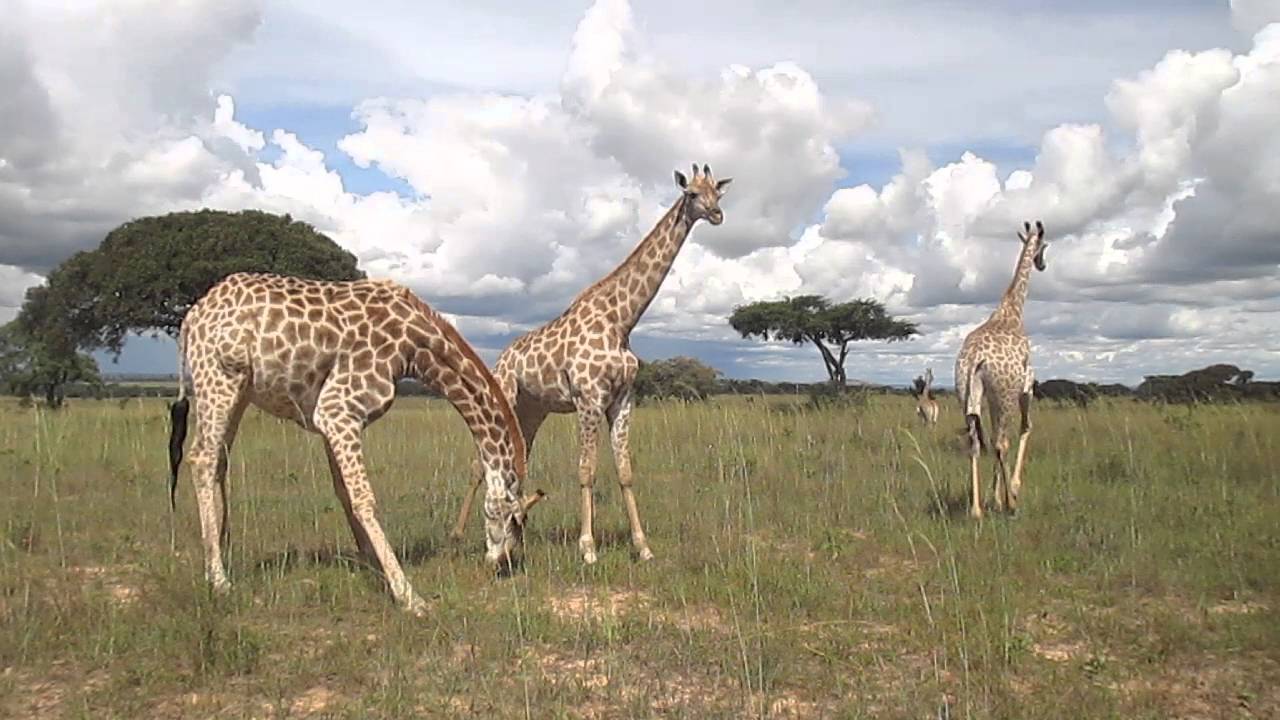 Giraffes eating pellets - YouTube