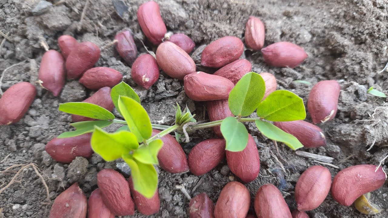 Grow PEANUTS in CONTAINER planting peanuts from seeds 2 germination ...