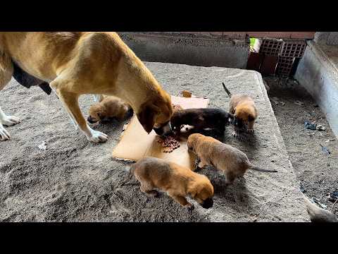 Yavru Köpekler Yemek Yemeyi Öğreniyor