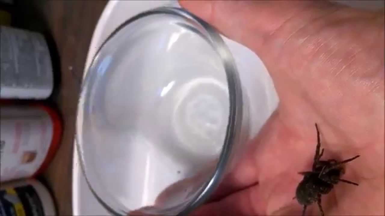 Handling A Wolf Spider - YouTube
