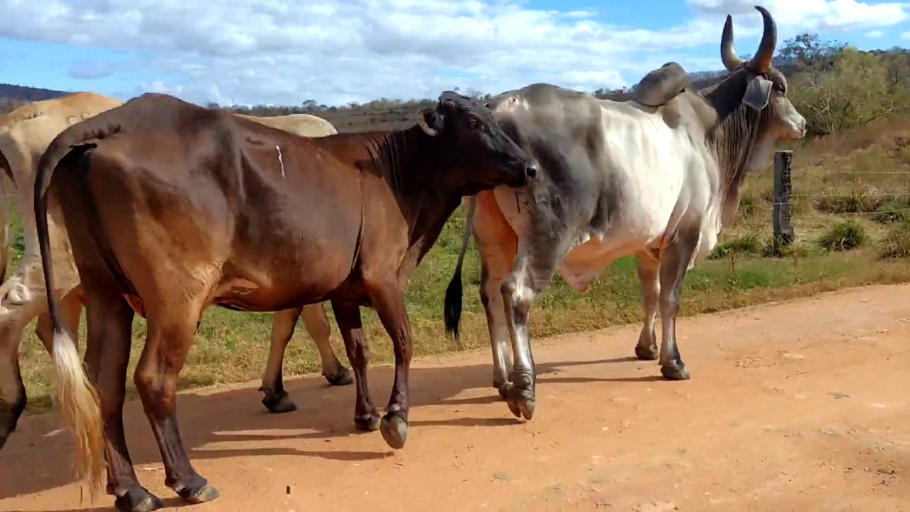 Tocando as vacas para o pasto após a ordenha. - YouTube