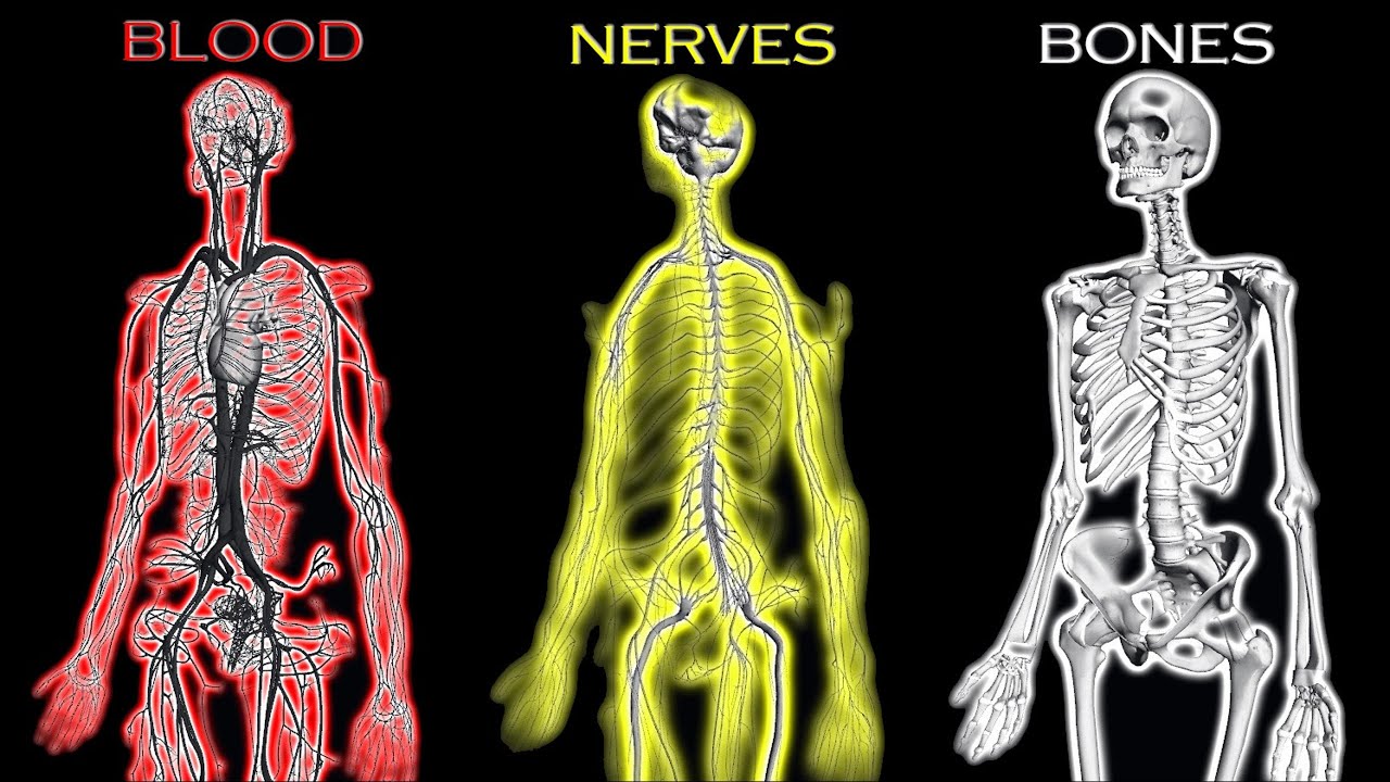 Human Body - YouTube