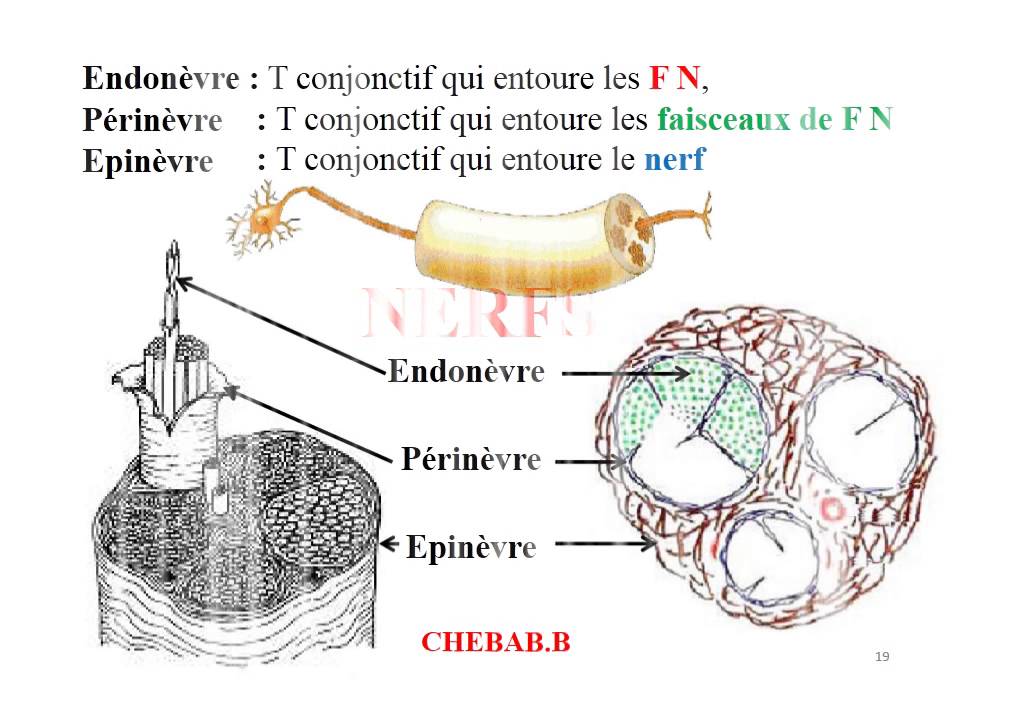HISTOLOGIE LE TISSU NERVEUX - YouTube