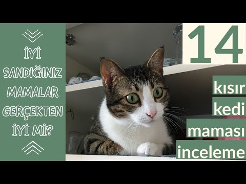KISIR KEDİ MAMASI İNCELEME VE TAVSİYE | HANGİ MAMA DAHA KALİTELİ VE UCUZ?