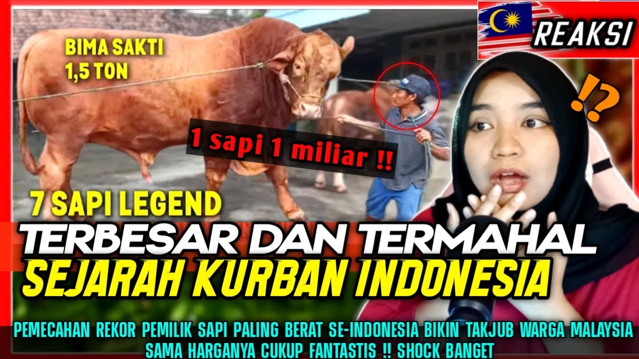 HARGANYA CECAH 1 M 7 SAPI KORBAN TERBESAR DAN TERMAHAL MANTAN JAWARA ...