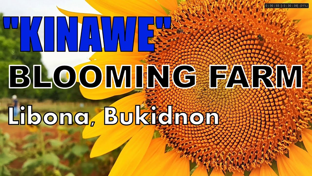 Kinawe Blooming Farm - Libona, Bukidnon - YouTube