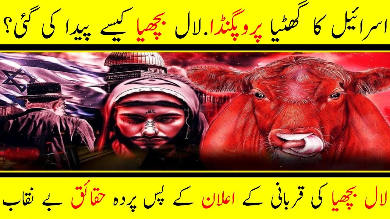 Why Red Cow Is Important For Jews? | Israel Sacrificing Red Heifer ...