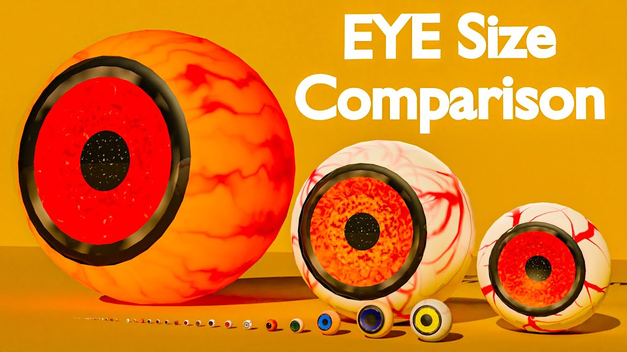 EYE Size Comparison 2023 - YouTube