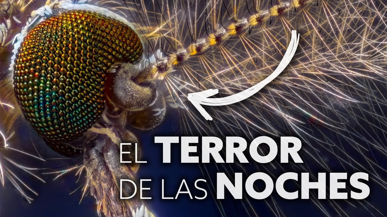 Un MOSQUITO bajo el MICROSCOPIO: ¡Así SE VE de CERCA! 😱 - YouTube