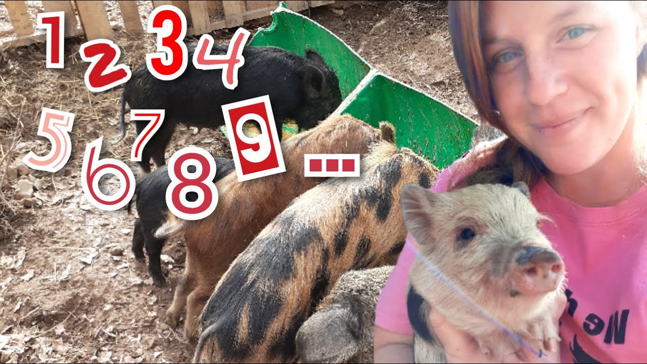 We got how many more pigs?!! - YouTube