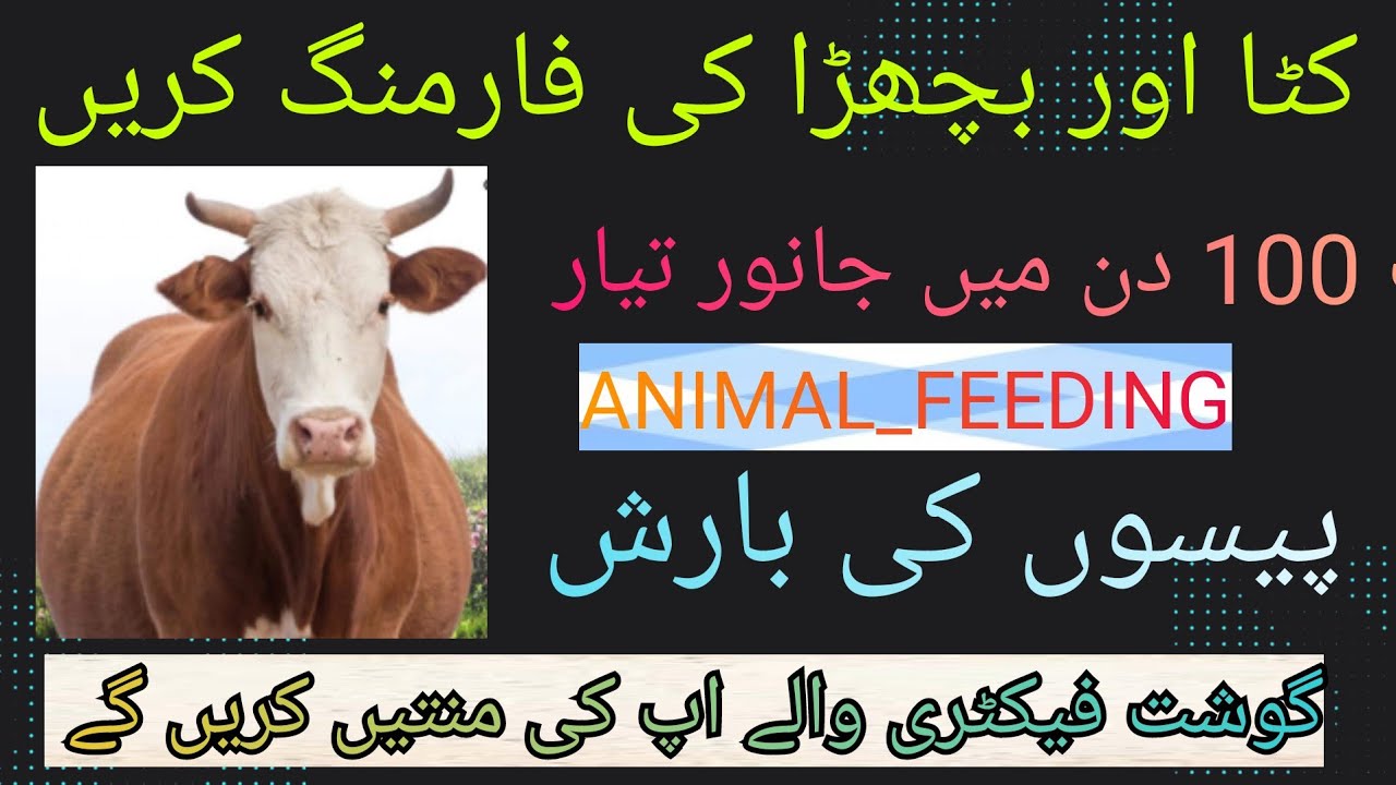 Unlocking the Secrets of Ketta Batchra Farming|ketta batchre farming ...