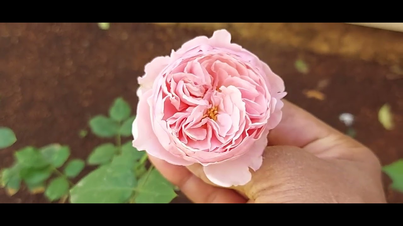 CAREY - David Austin Rose - India 🇮🇳 ( Shrub Rose - 1ST Blooming )# ...