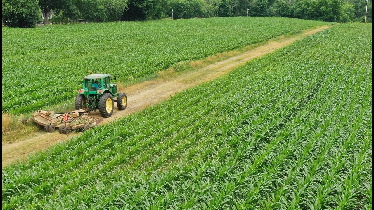 Scouting Masters Choice Corn while cleaning up field edges - YouTube