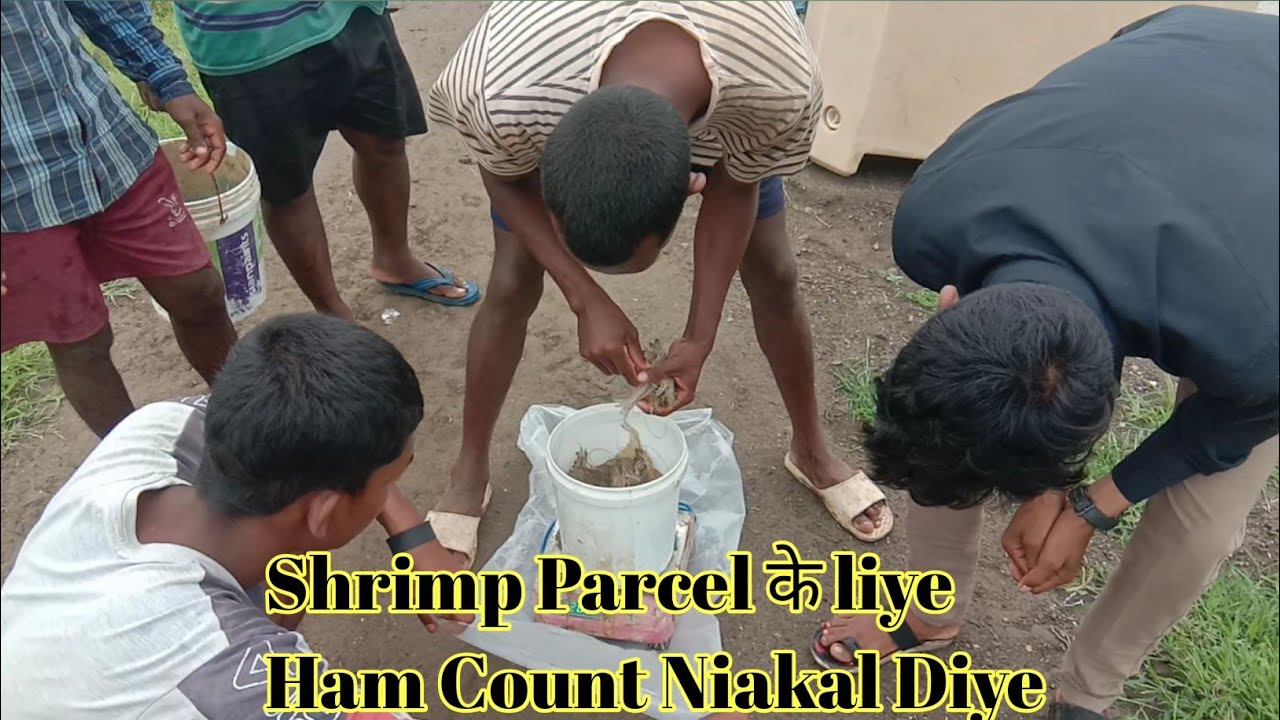 Shrimp Parcel के Liye Ham Count Nikal Diye#arvindjayantivlogs 2023 ...