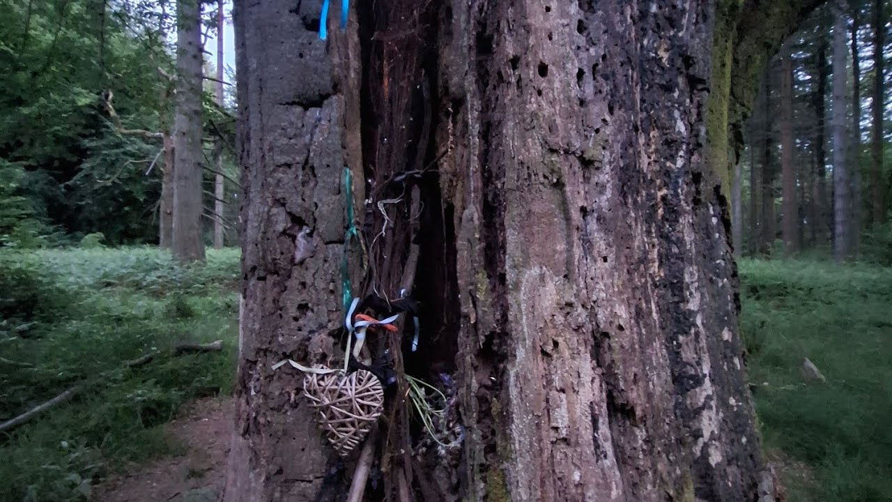 Part II. THE WITCHES TREES 🌳 GROVELY WOODS 🪵 - YouTube