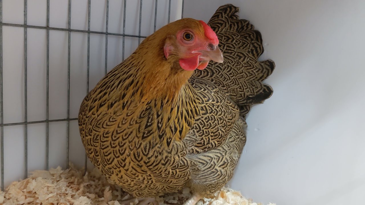 Partridge Wyandotte Chicken