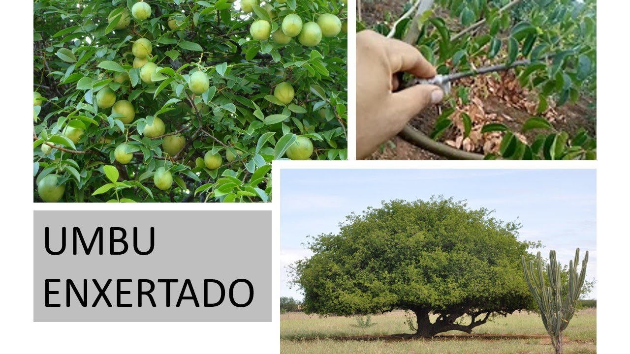 UMBU GIGANTE - COMO EXERTAR | Dia a dia na roça [🍃] - YouTube