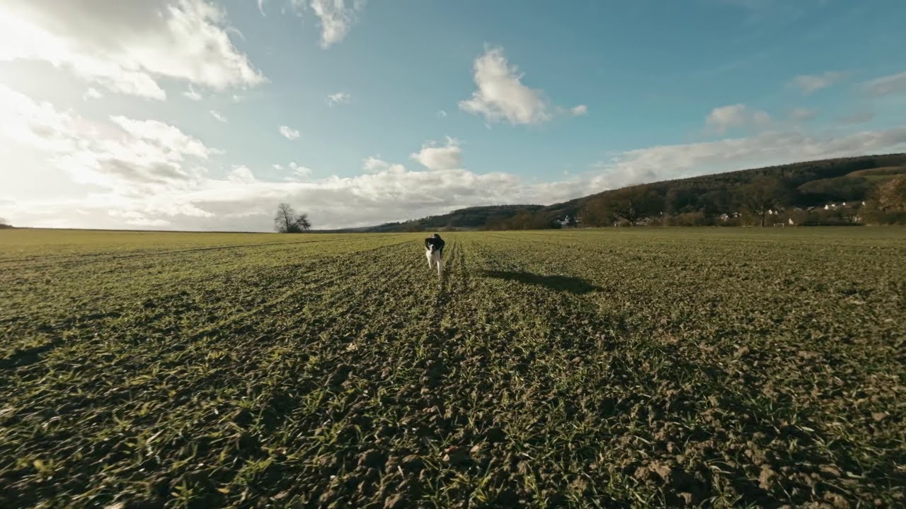 High flying chase - dog hunts fpv cinewhoop near danube, bavaria - YouTube