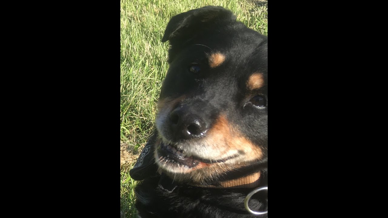 DUTCH Punk Rock Dog - YouTube