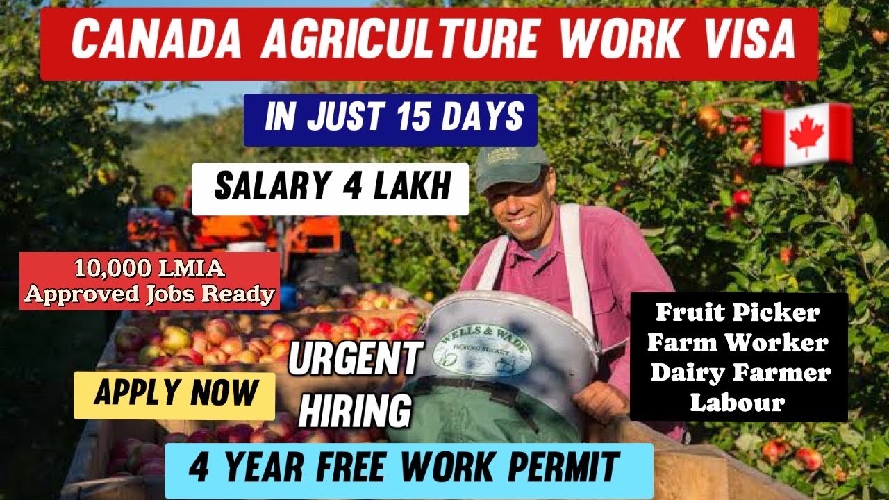 🇨🇦Canada 4 Year Free Fruit Picker visa | LMIA Approved Jobs | Salary 4 Lakh | Jobs In Canada ...